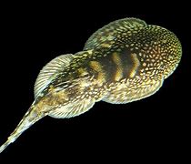Borneo Catfish | Lifestyle Aquarium & Reptiles