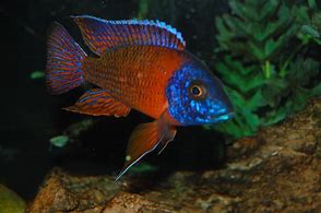 Cichlid Peacock Red Ruben | Lifestyle Aquarium & Reptiles