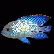 Neon Blue Acara | Lifestyle Aquarium & Reptiles