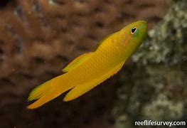 Yellow Assessor Fish | Lifestyle Aquarium & Reptiles